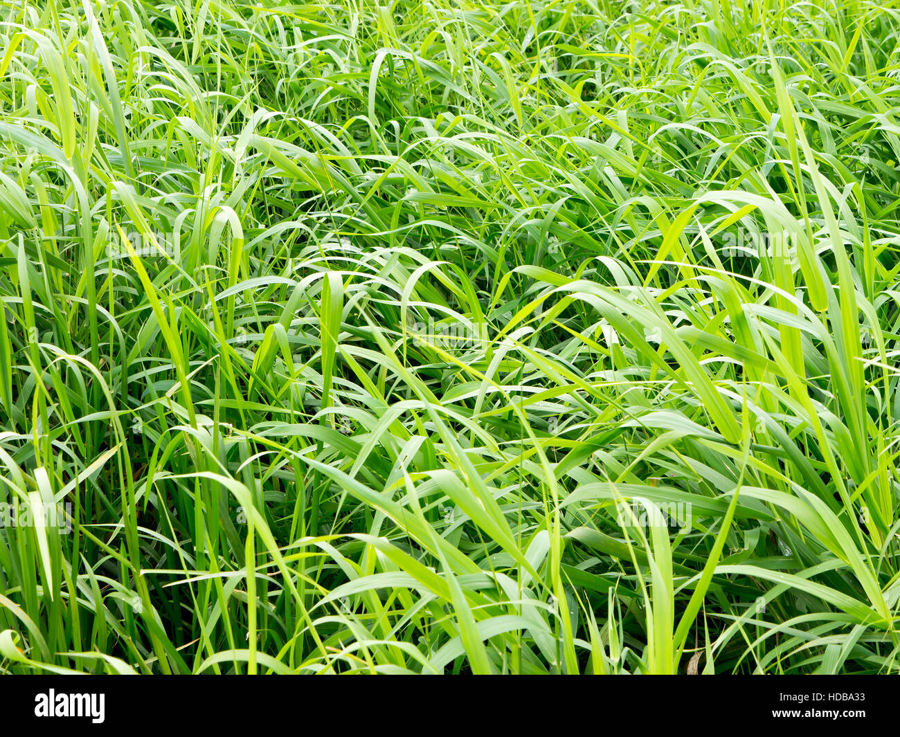 The nature river grass background and texture Stock Photo - Alamy