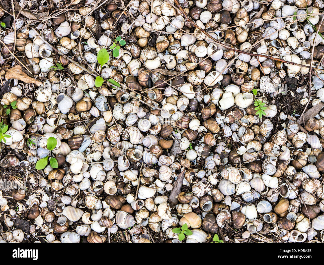 The river shell background and texture Stock Photo - Alamy