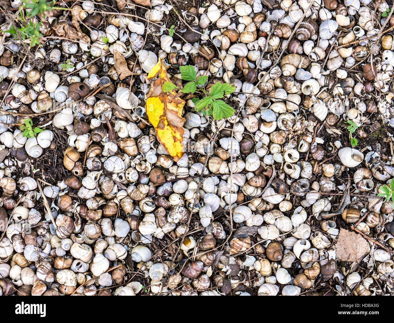 The river shell background and texture Stock Photo - Alamy