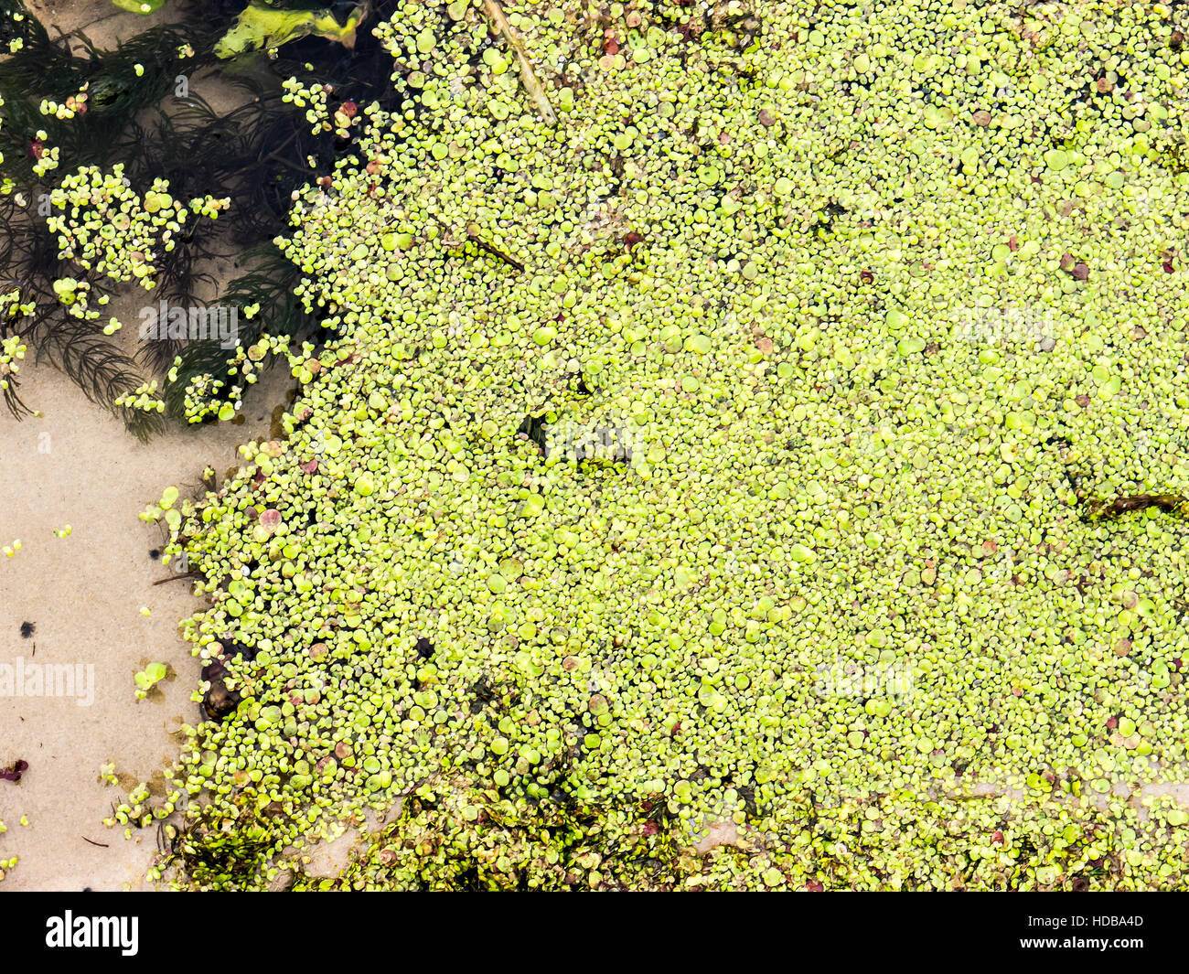 The nature river grass background and texture Stock Photo - Alamy