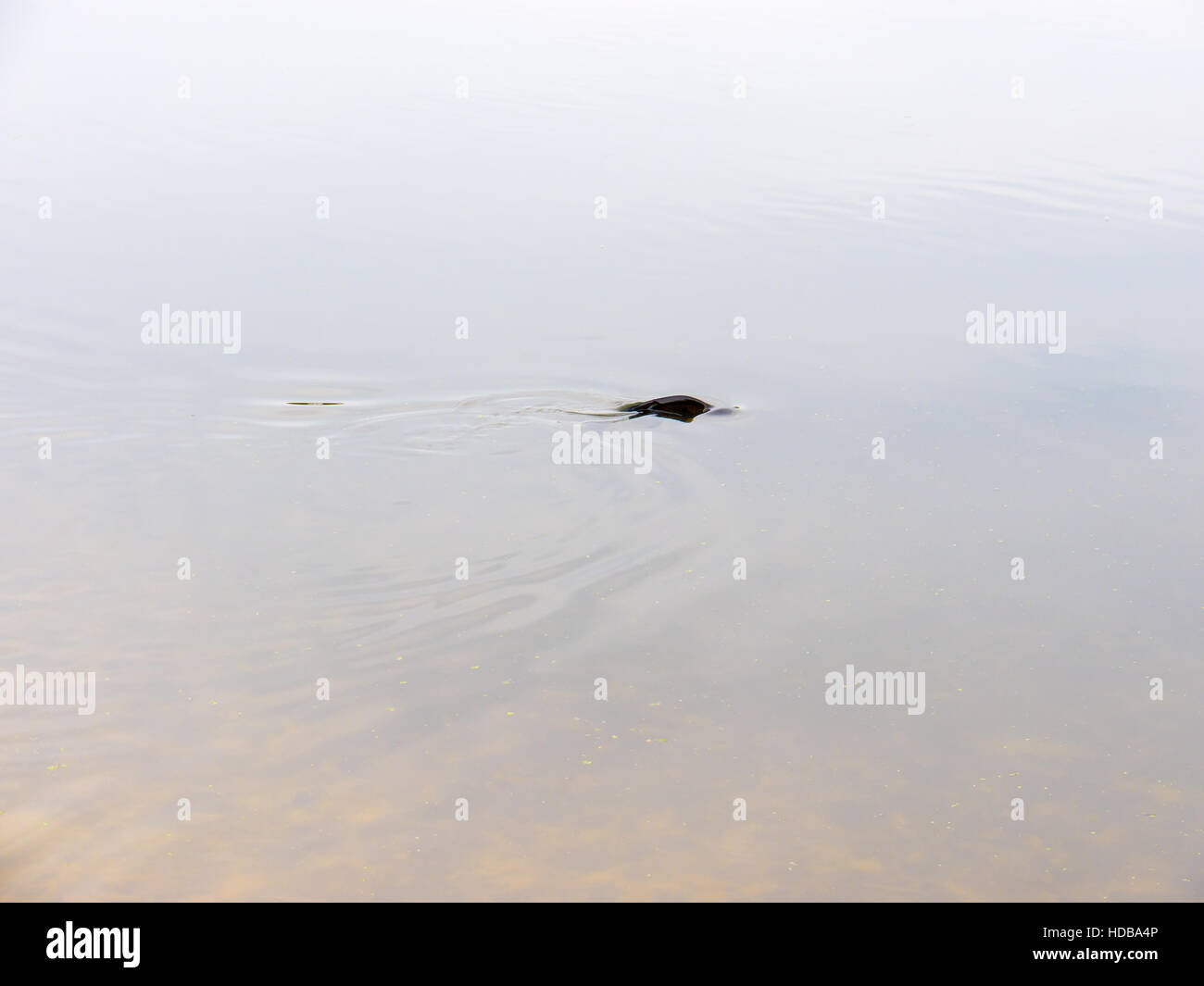 Floating fish on the surface of the river Stock Photo - Alamy