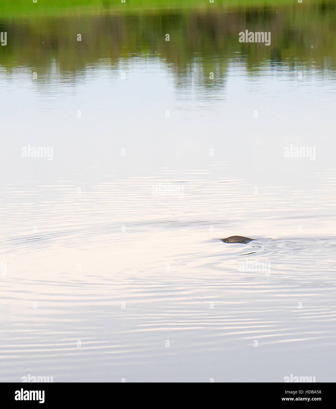 Floating fish on the surface of the river Stock Photo - Alamy