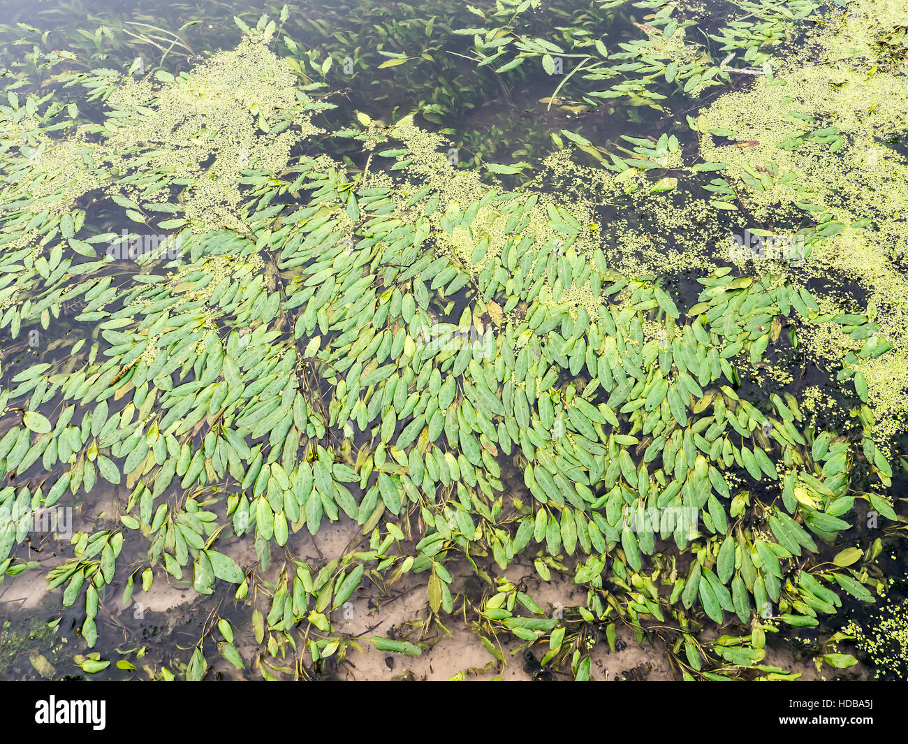 The nature grass sedge background and texture Stock Photo - Alamy