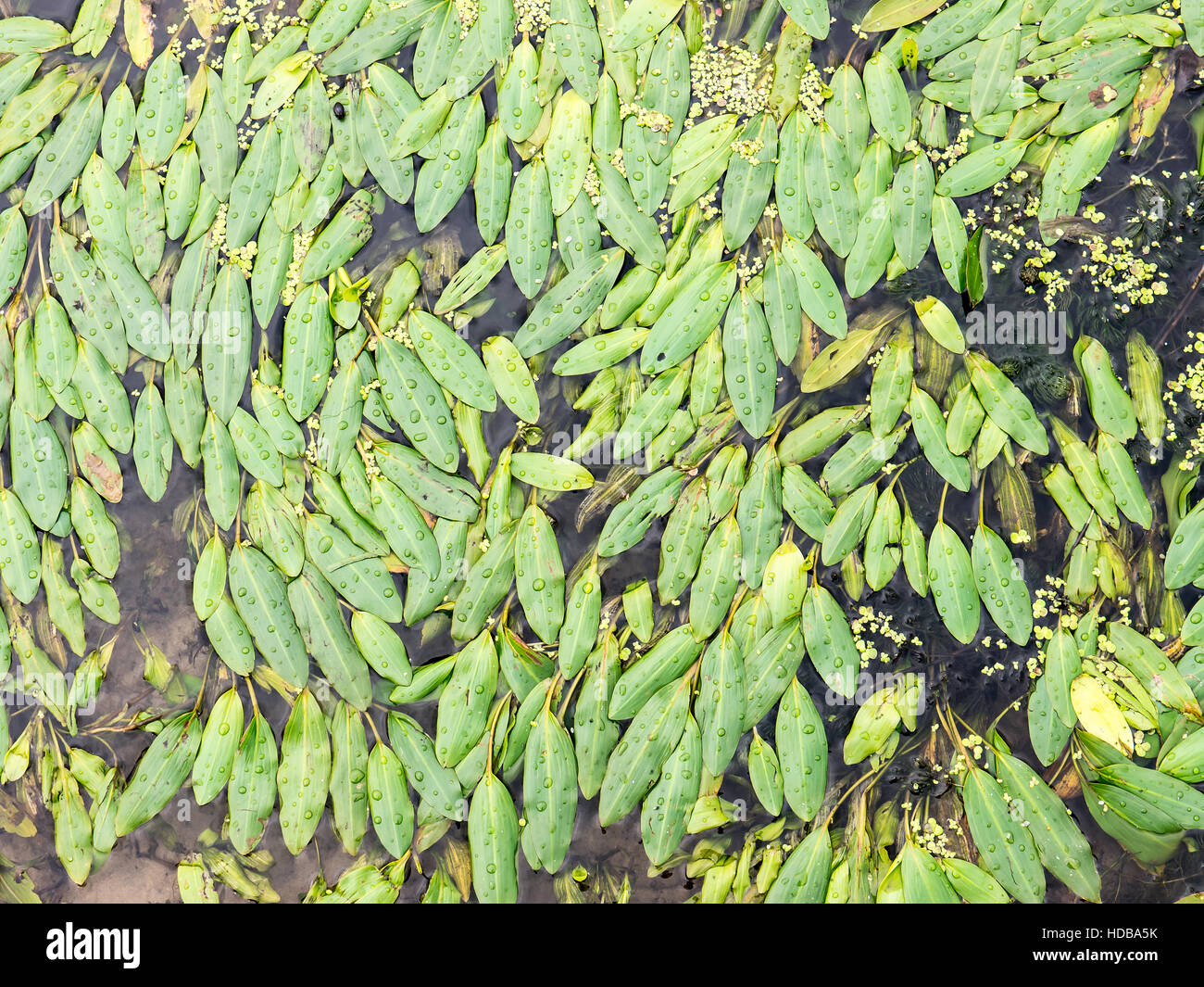 The nature grass sedge background and texture Stock Photo - Alamy