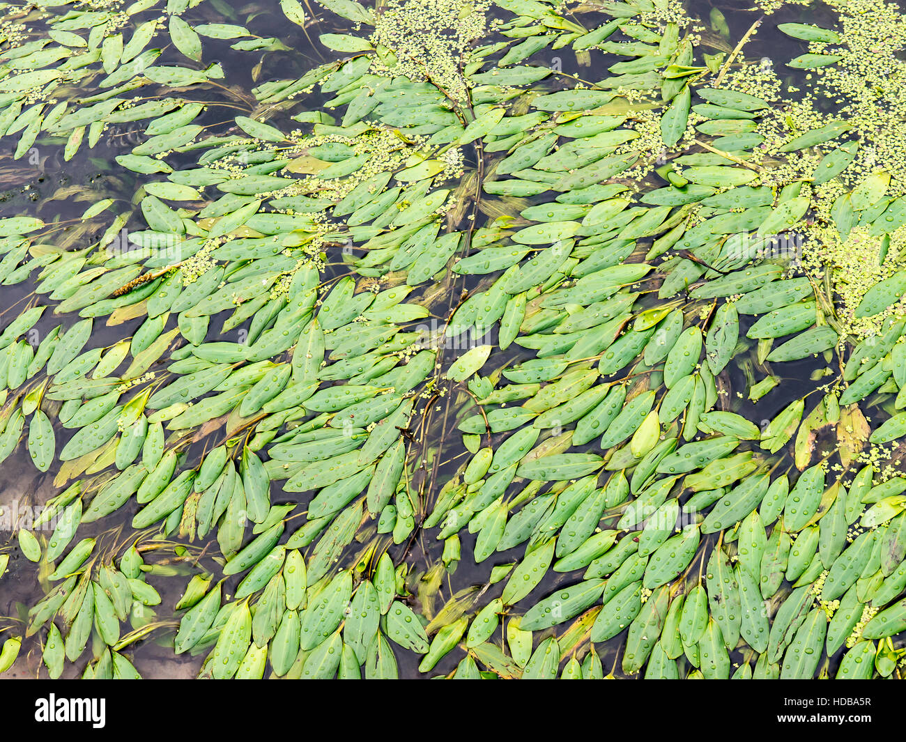The nature grass sedge background and texture Stock Photo - Alamy