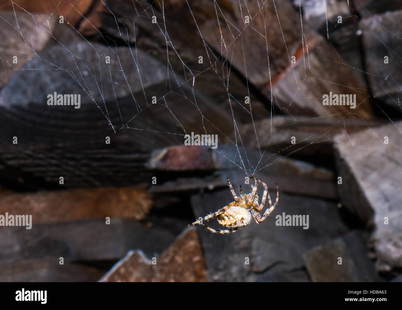 Spider web hi-res stock photography and images - Alamy