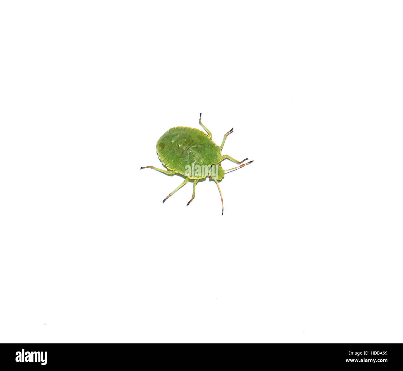 Green stink bug (Nezara viridula Stock Photo - Alamy