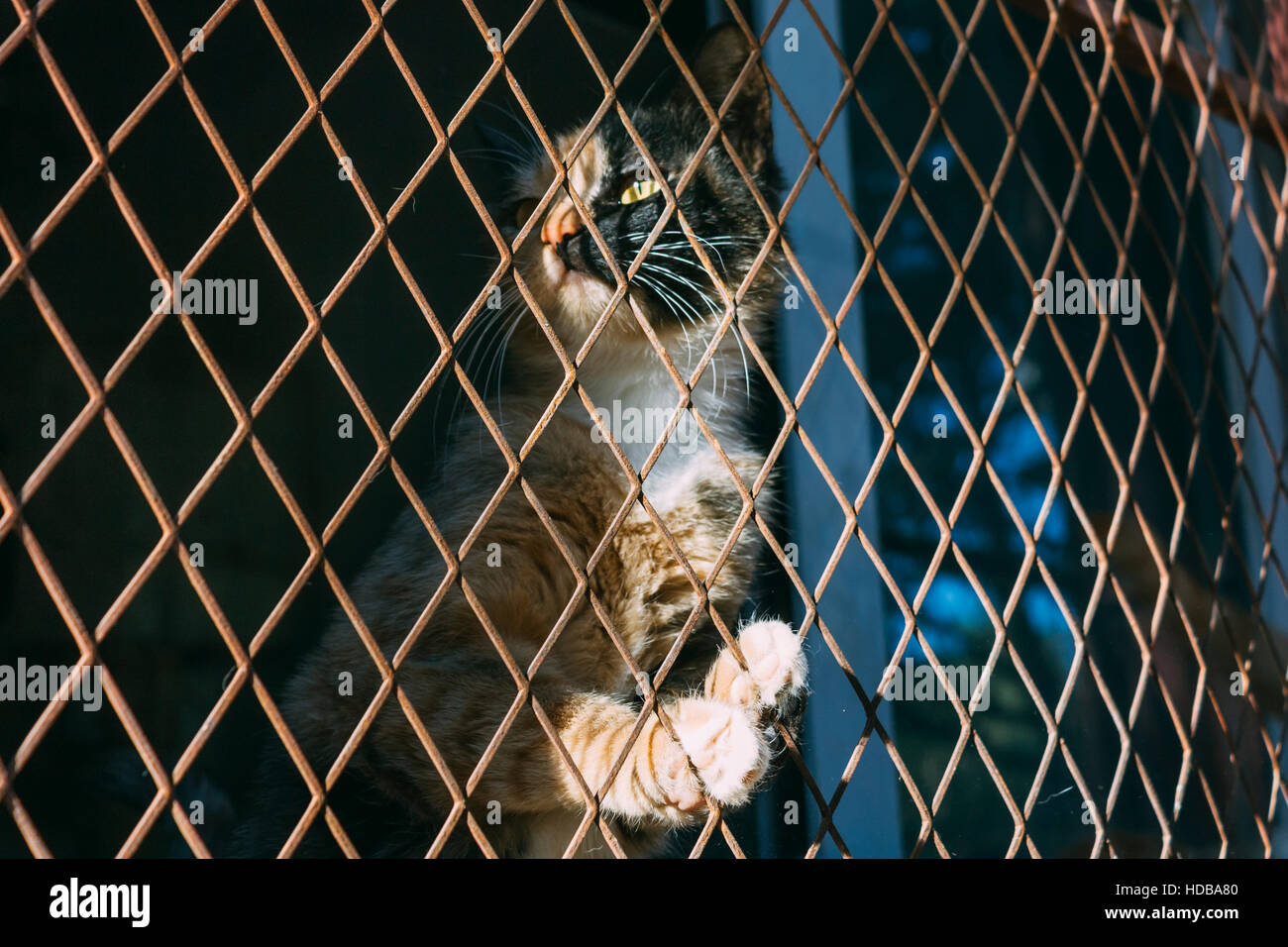 ginger and black cat trap and is stuck in a steel wire netting,cage ...