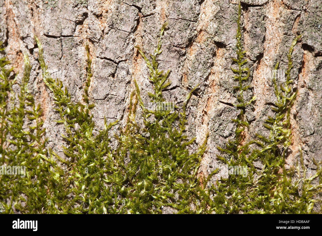 Moss covering tree bark in the sunlight Stock Photo - Alamy