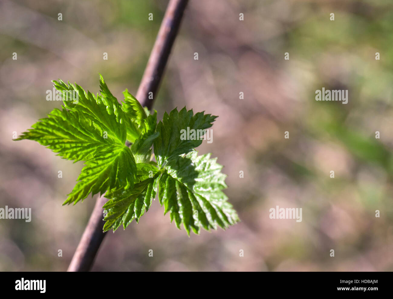 The close-up of young raspberry leaves in the spring Stock Photo - Alamy