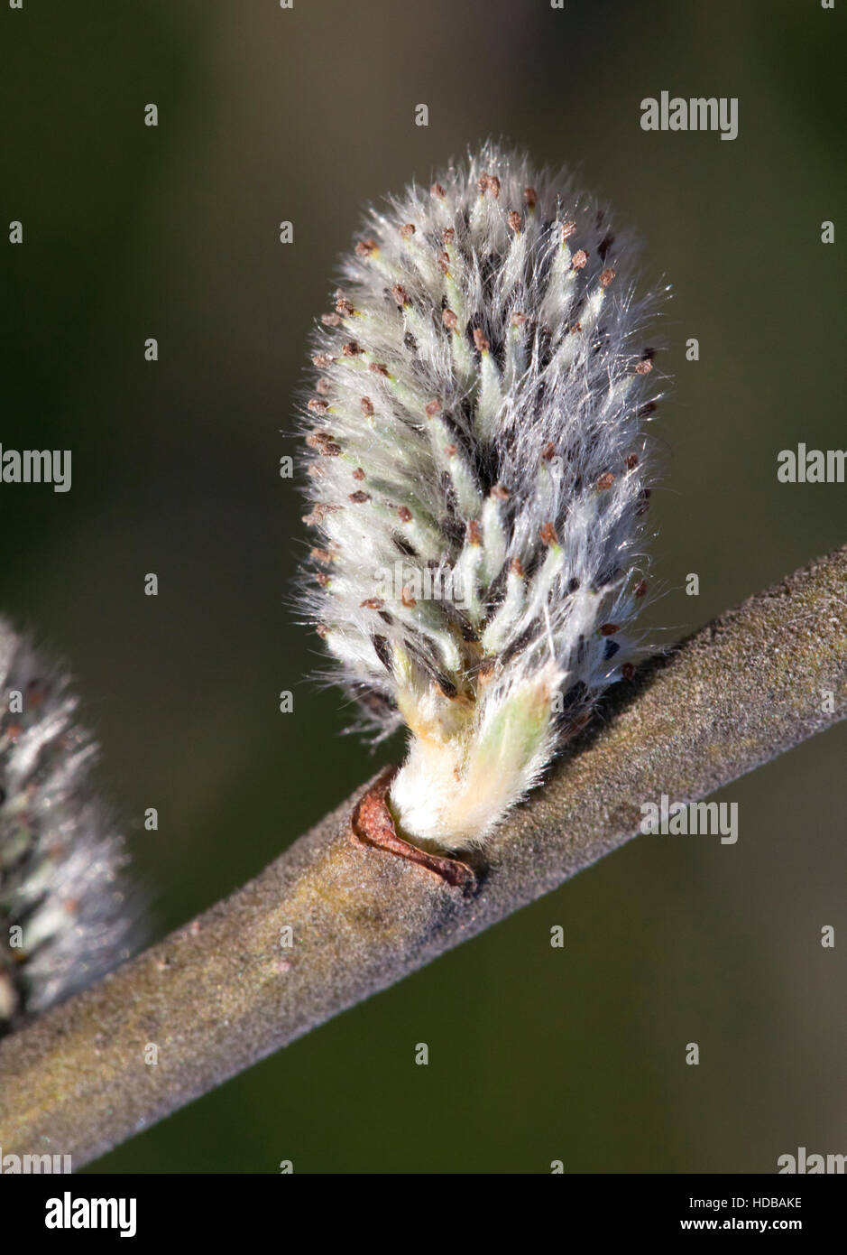 Flowering pussy-willow in spring against the blue sky Stock Photo - Alamy
