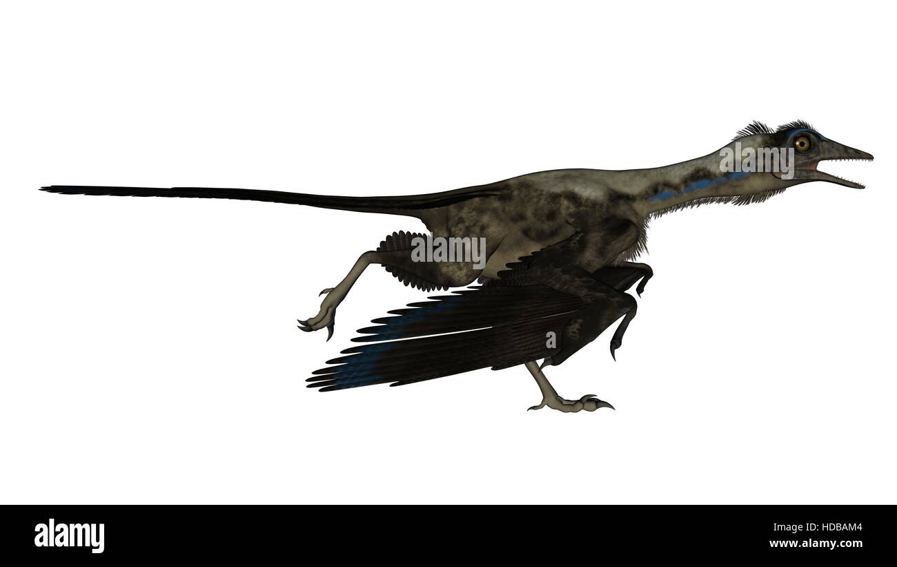 Archaeopteryx bird dinosaur running isolated in white background - 3D ...