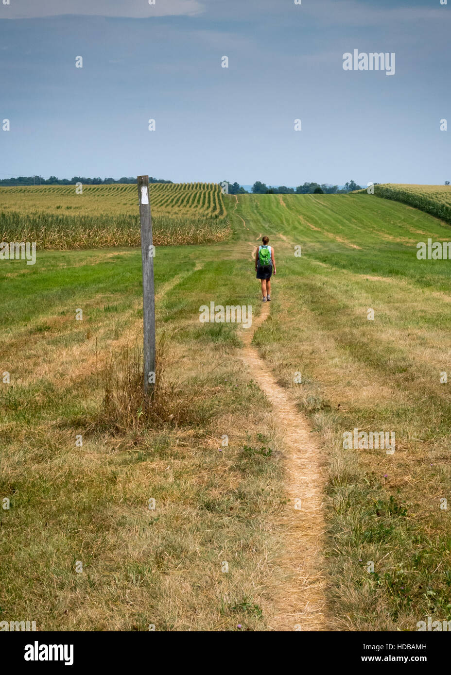 Hiking Through Open Corn Field in Summer Vertical Stock Photo - Alamy