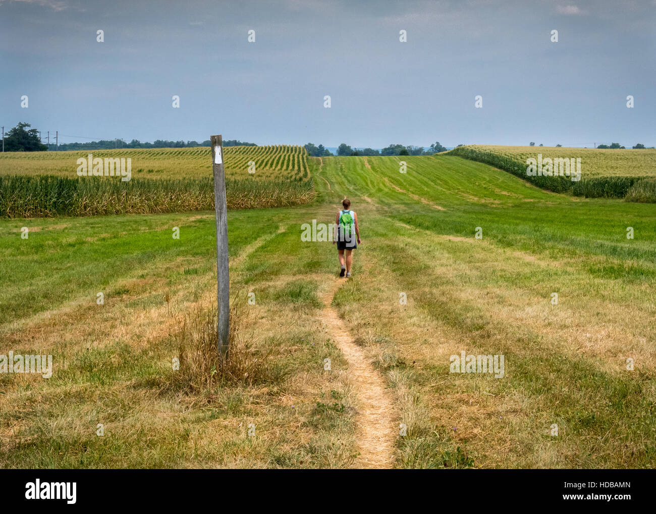 Trail through corn field hi-res stock photography and images - Alamy