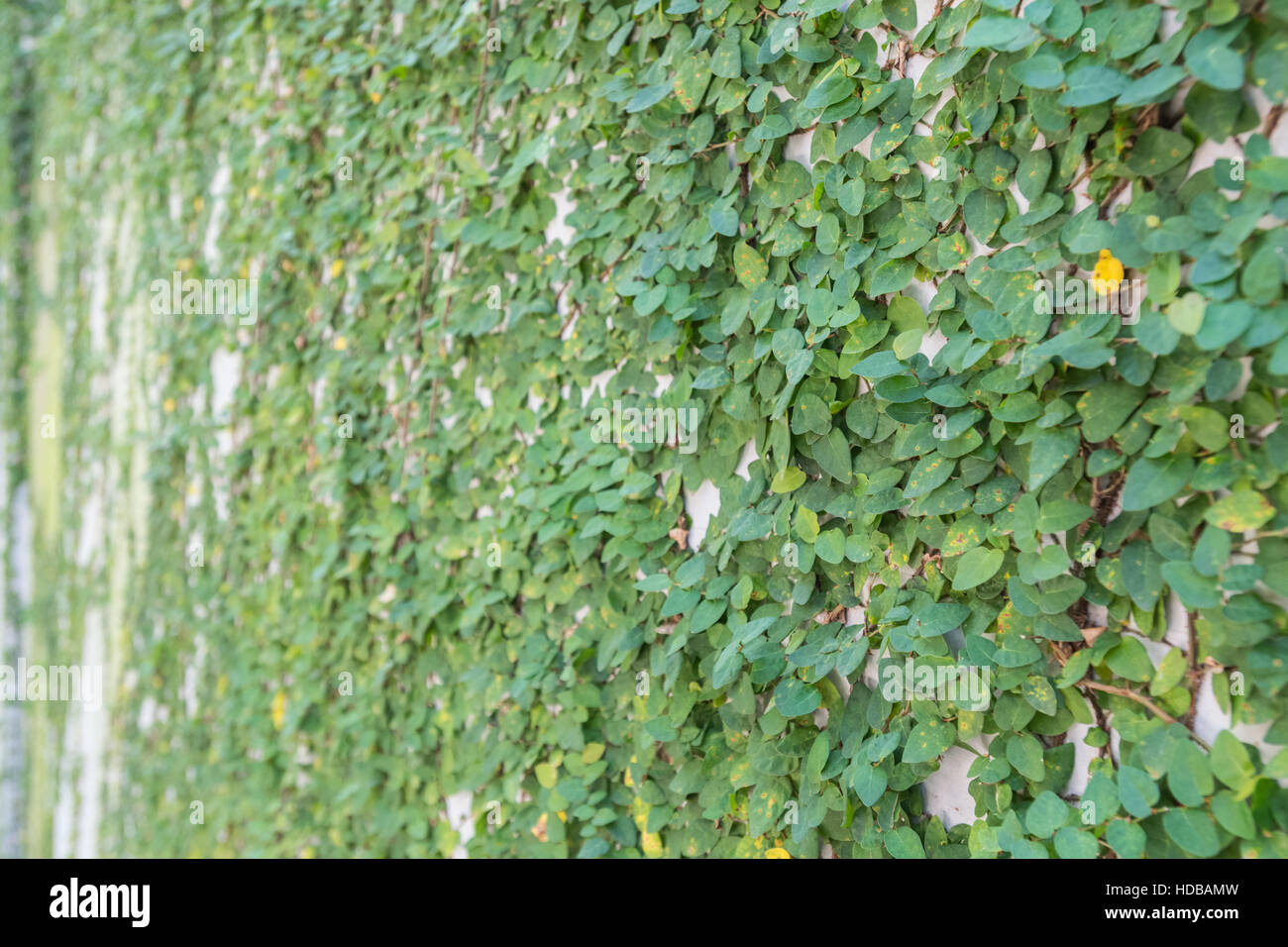 Ivy Covering Wall with angle view and selective focus Stock Photo - Alamy