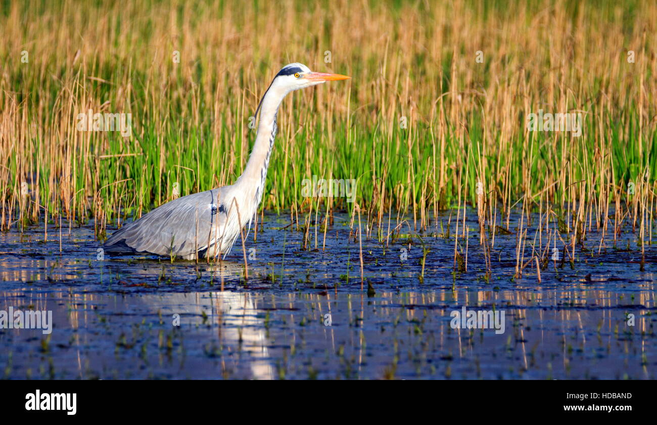 Grey pond hi-res stock photography and images - Alamy