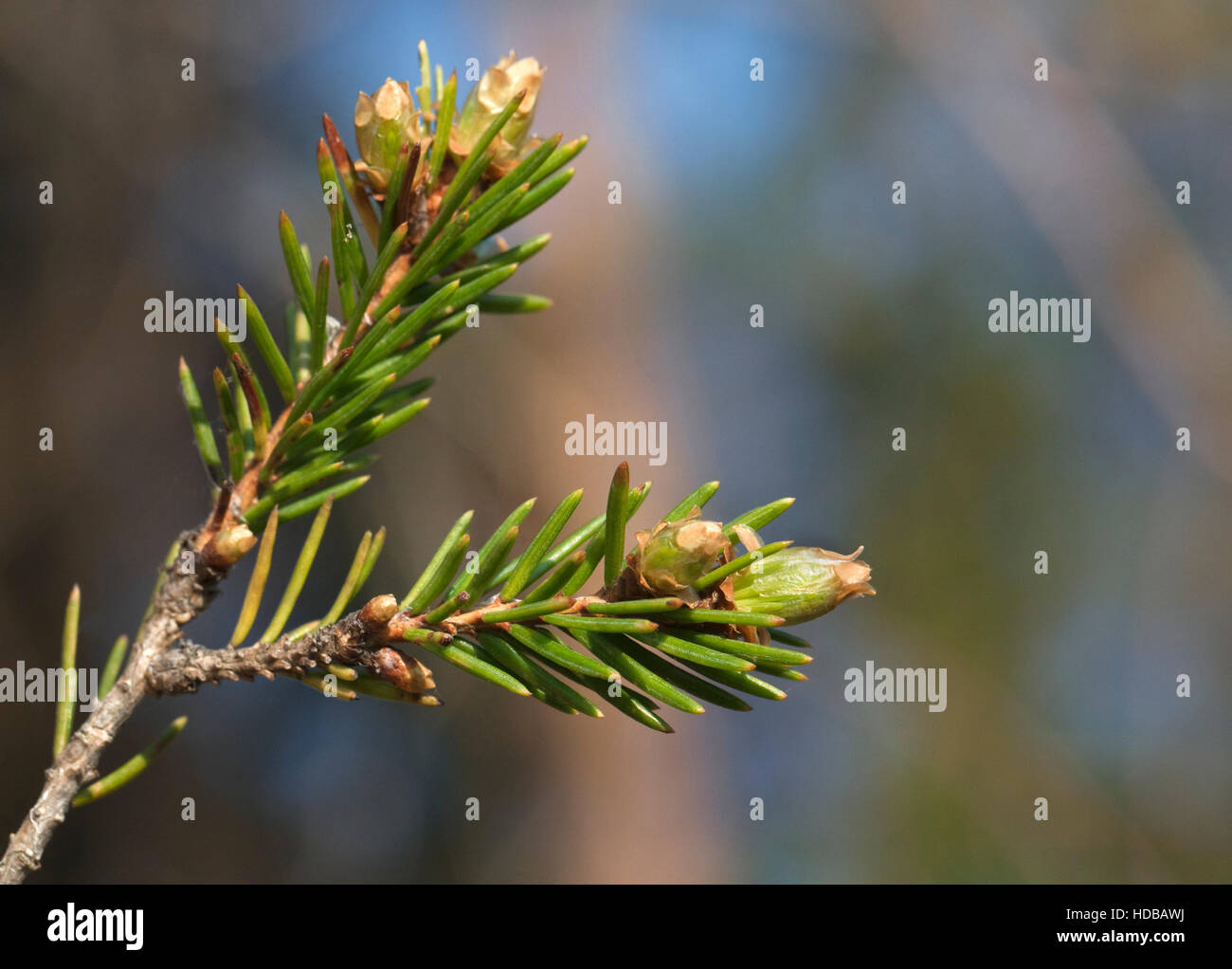 Close-up of pine bud in the spring Stock Photo - Alamy