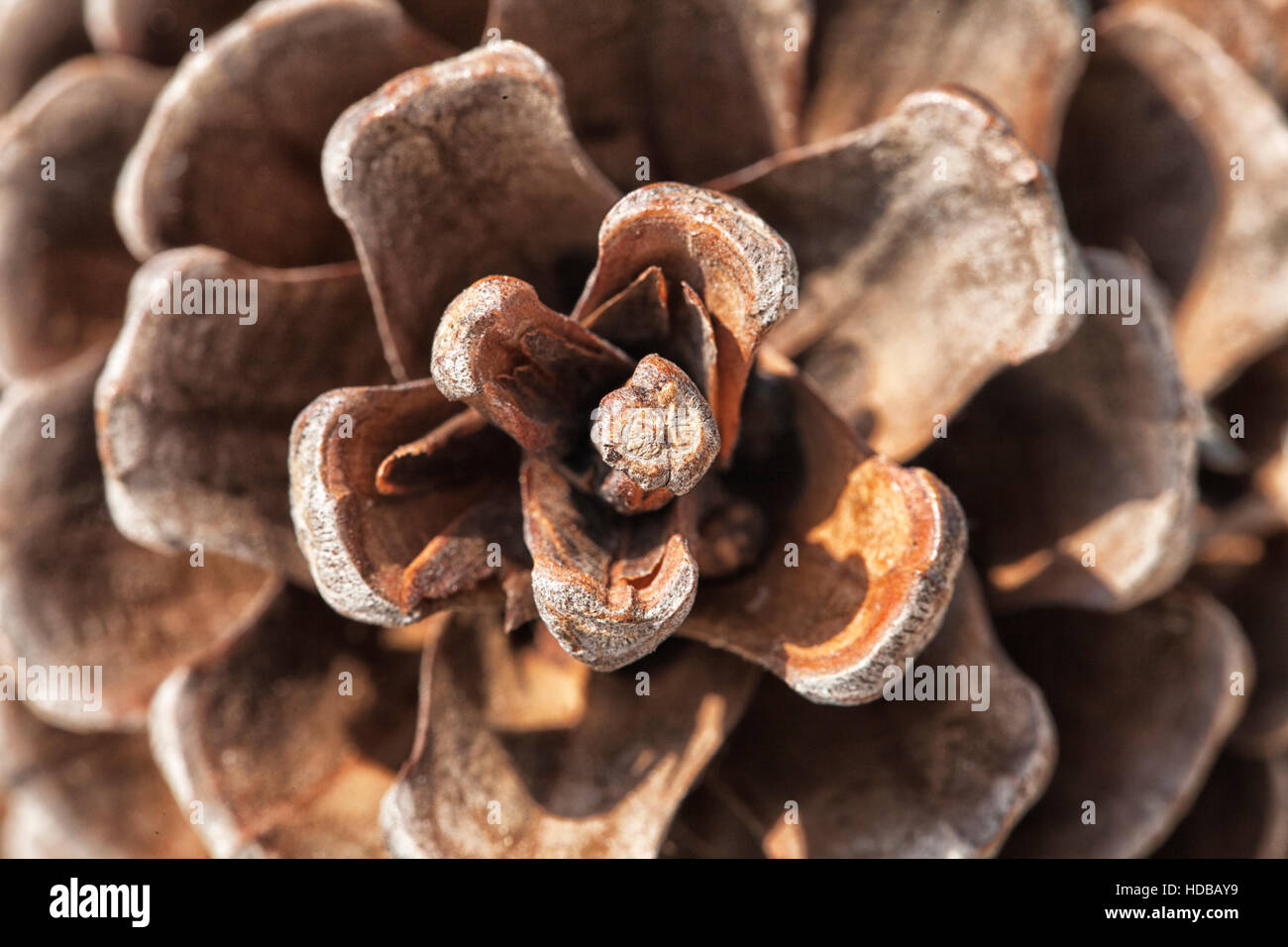 Close-up of pine cone for texture or background Stock Photo - Alamy