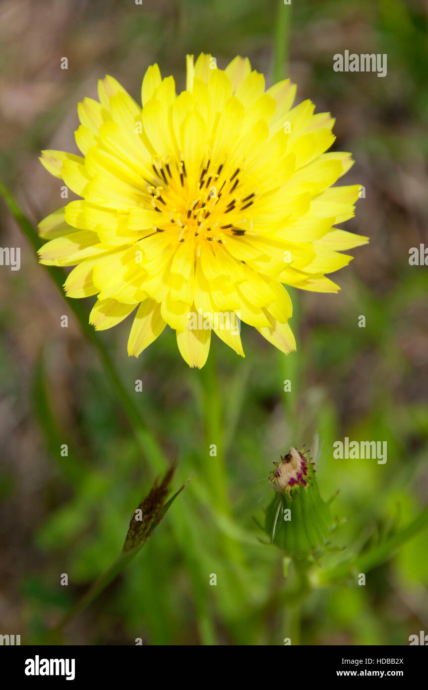 False dandelion hi-res stock photography and images - Alamy
