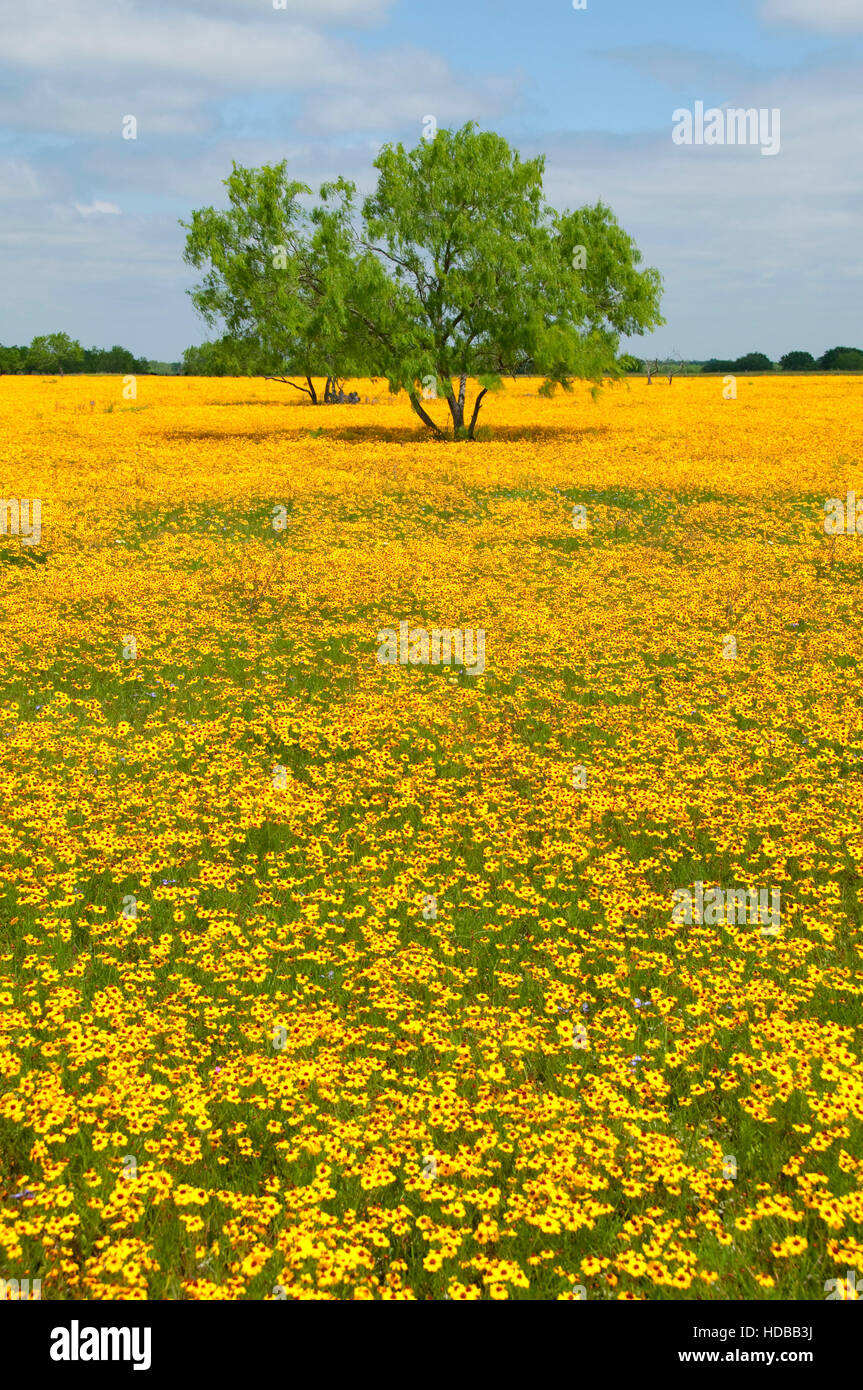 Texas yellow wildflowers hi-res stock photography and images - Alamy