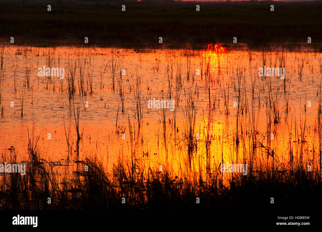 Dune wetland sunset, Padre Island National Seashore, Texas Stock Photo ...