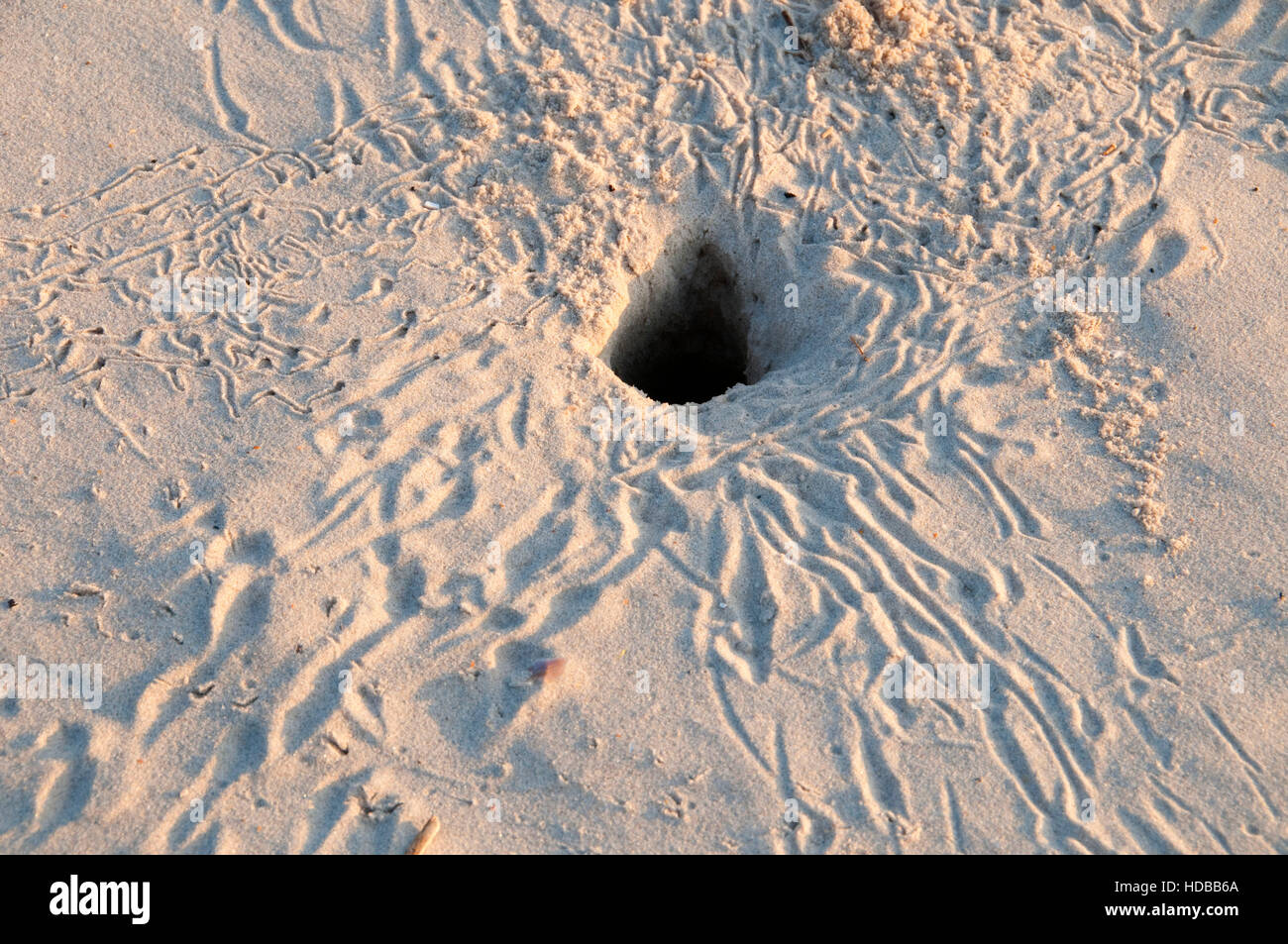 Malaquite Beach crab burrow, Padre Island National Seashore, Texas ...