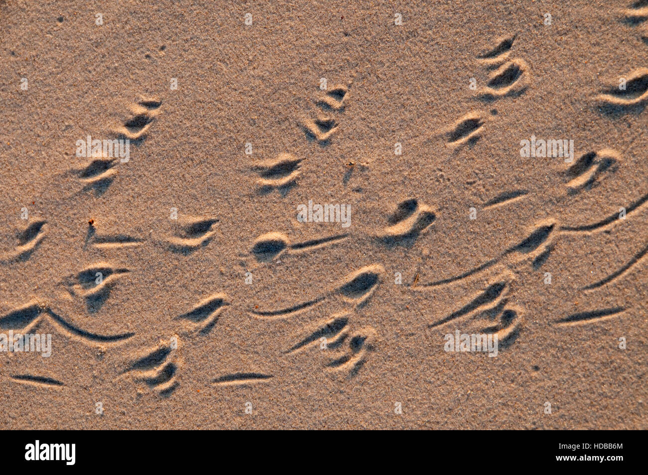 Malaquite Beach crab tracks, Padre Island National Seashore, Texas ...