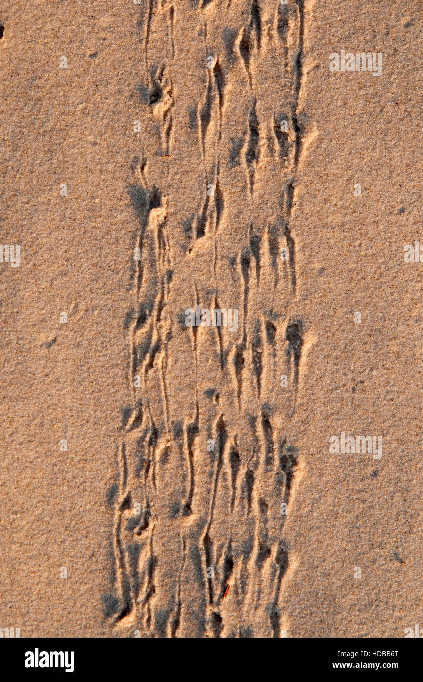 Malaquite Beach crab tracks, Padre Island National Seashore, Texas ...