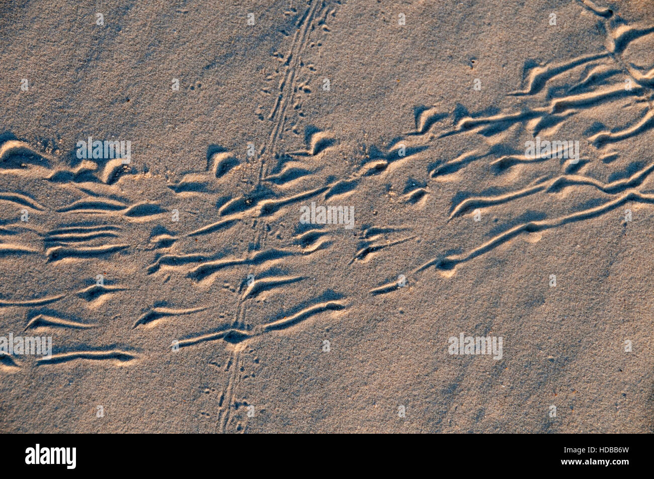 Malaquite Beach crab tracks, Padre Island National Seashore, Texas ...