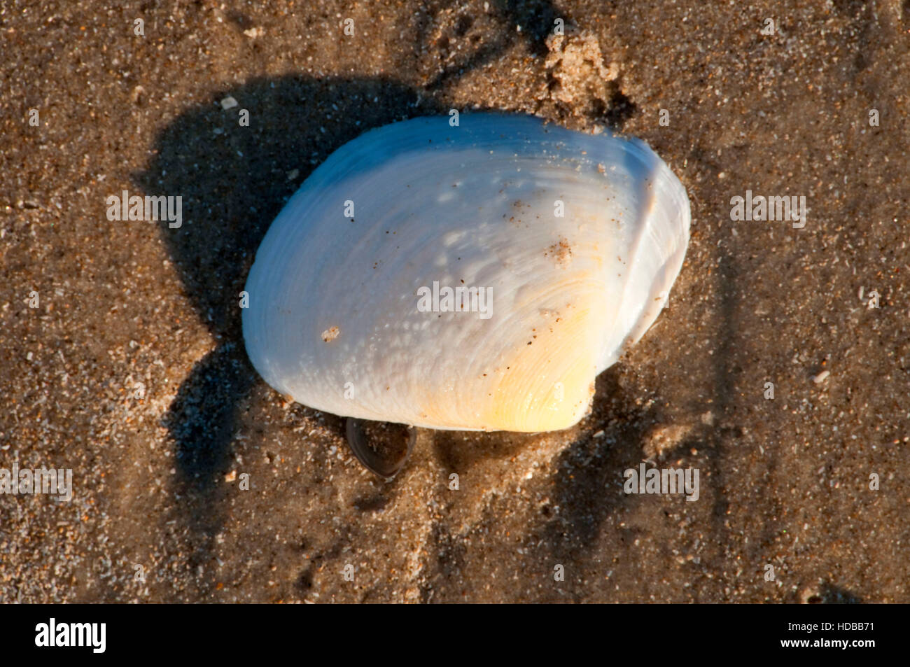 Clam shell, Padre Island National Seashore, Texas Stock Photo - Alamy