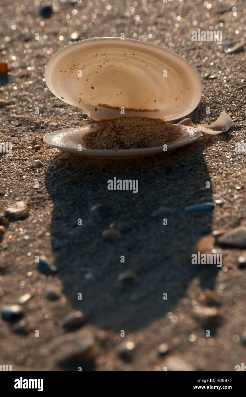 Clam island hi-res stock photography and images - Alamy