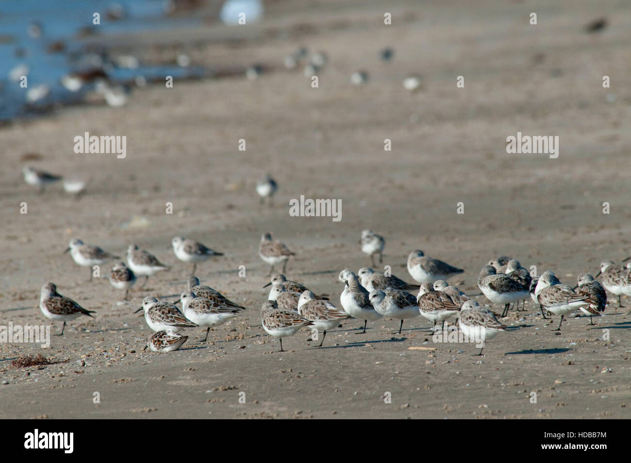 Shorebirds, Padre Island National Seashore, Texas Stock Photo - Alamy