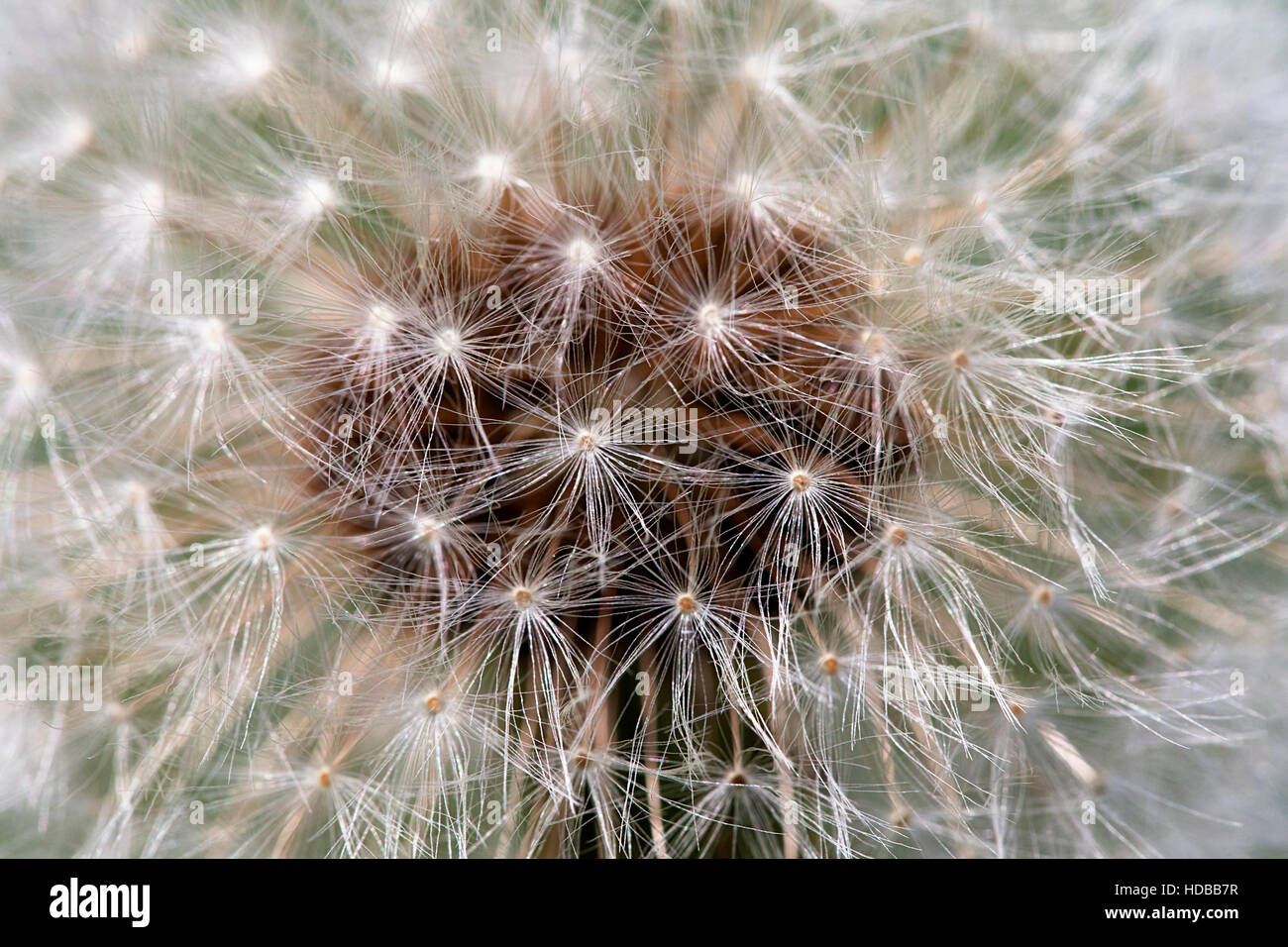 Fluffy head of dandelion. macro shot for background Stock Photo - Alamy
