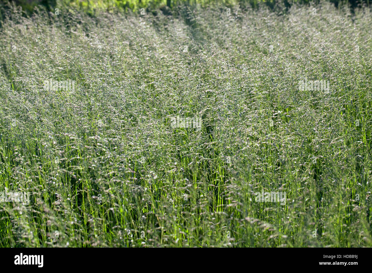 Grass on a meadow on a summer day Stock Photo - Alamy