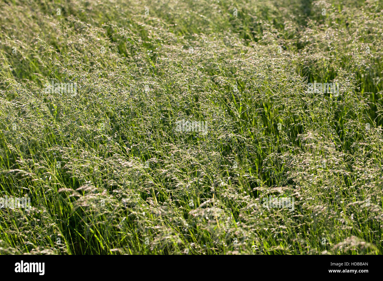 Grass on a meadow on a summer day Stock Photo - Alamy