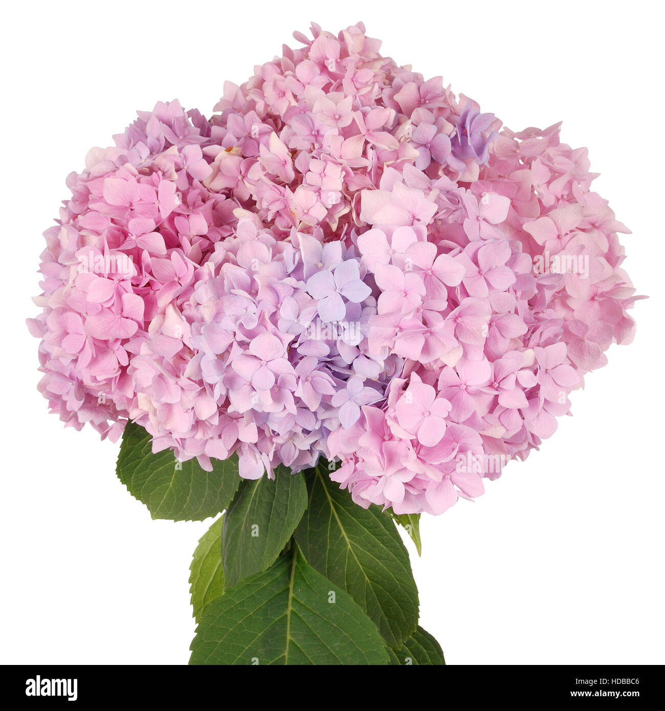 Pink flower hydrangea on white background. Clipping path inside Stock ...