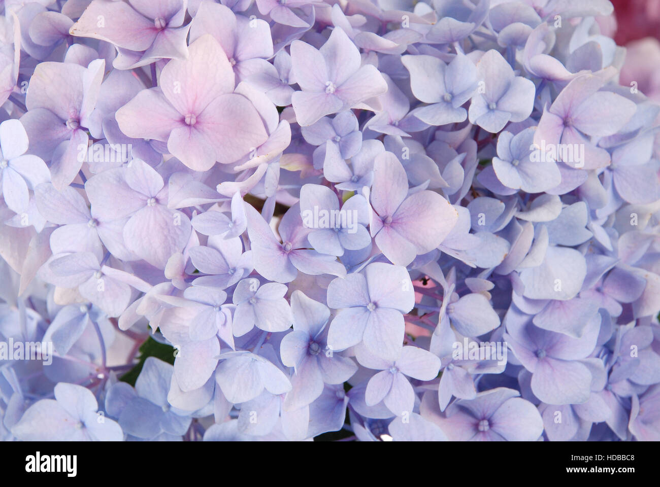 Beautiful purple hydrangeas flower background. Natural color Stock ...