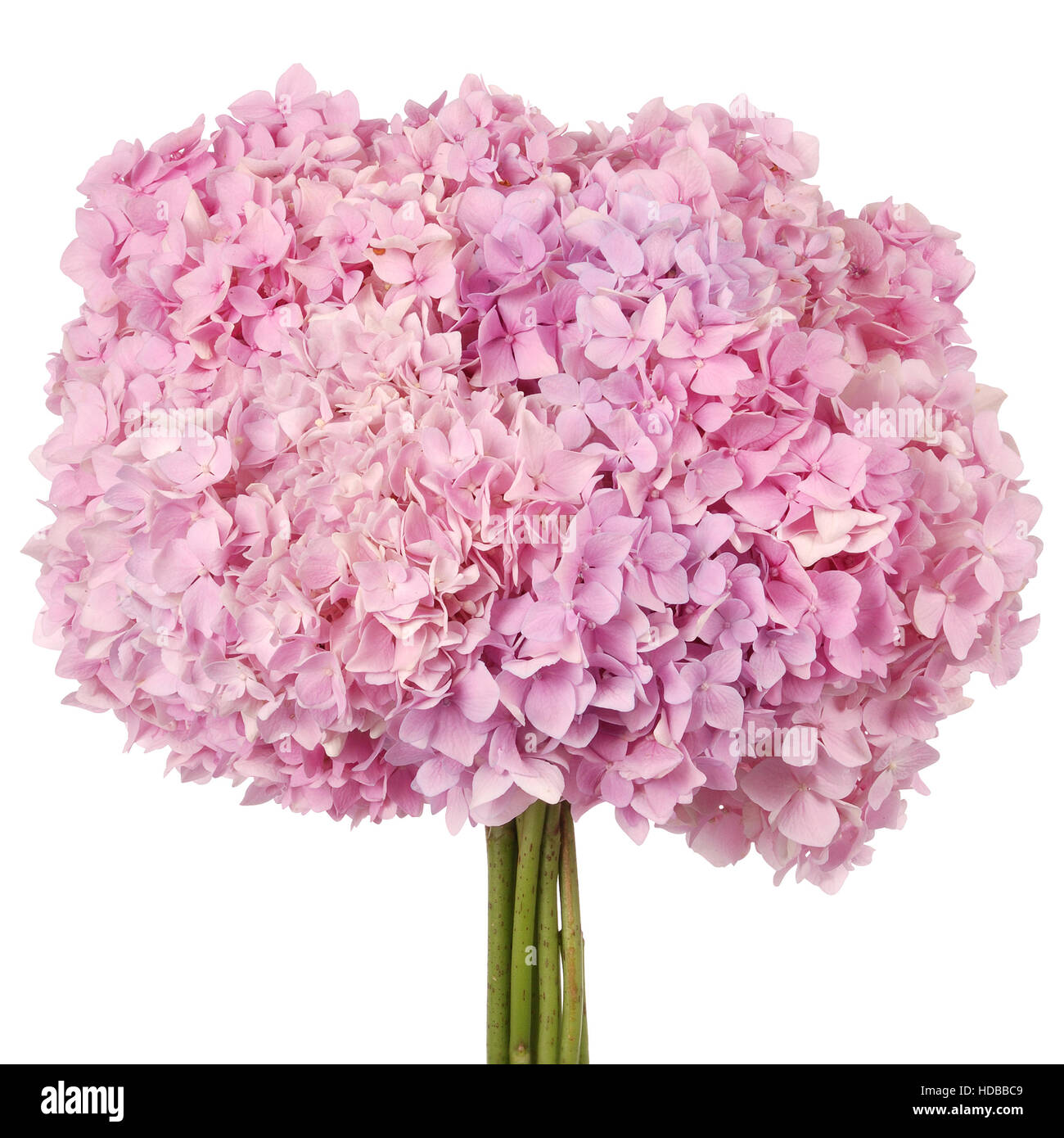 Pink flower hydrangea on white background. Clipping path inside Stock ...