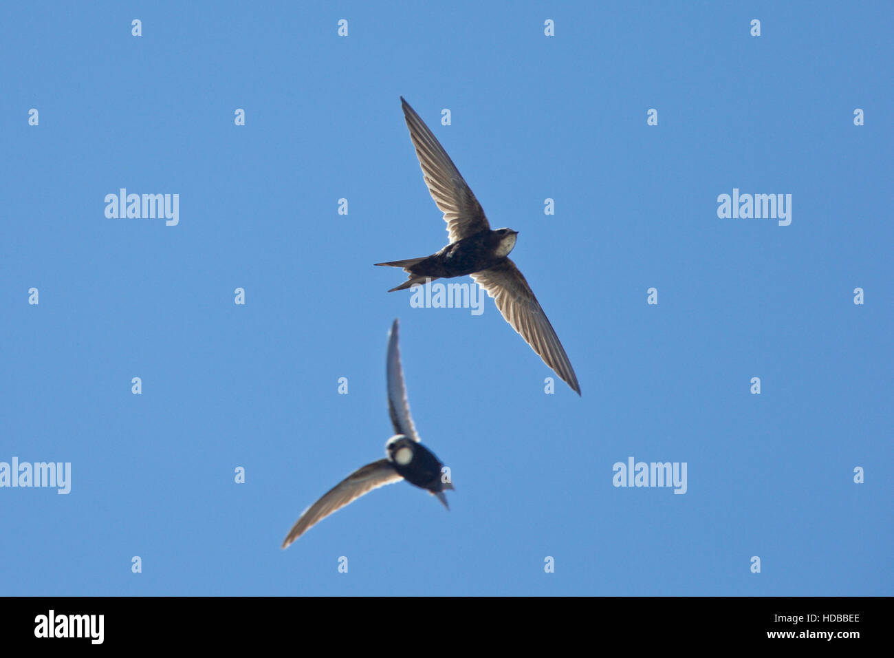 White rumped swift hi-res stock photography and images - Alamy