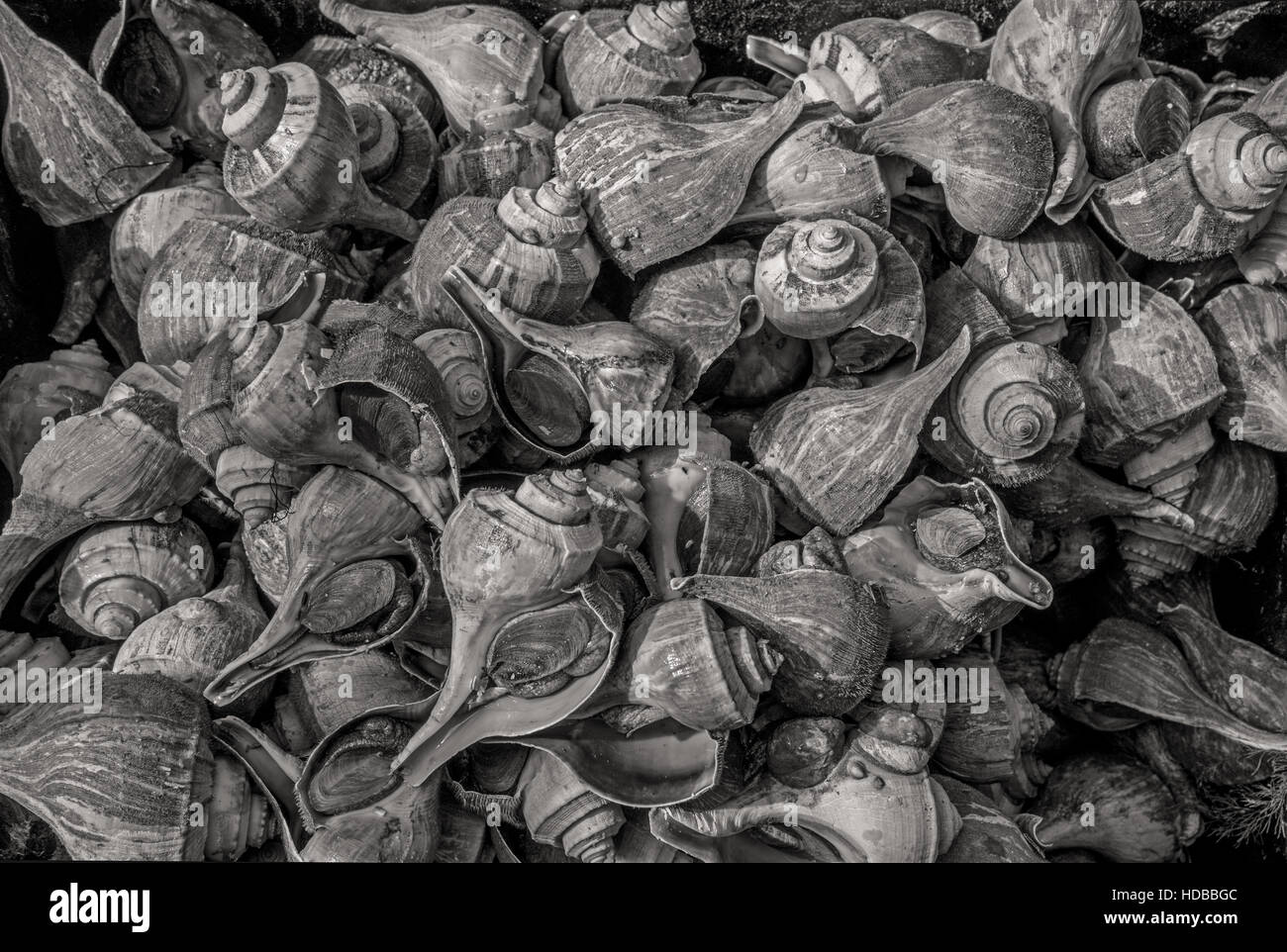 Abalone Shells in Chinatown Stock Photo - Alamy