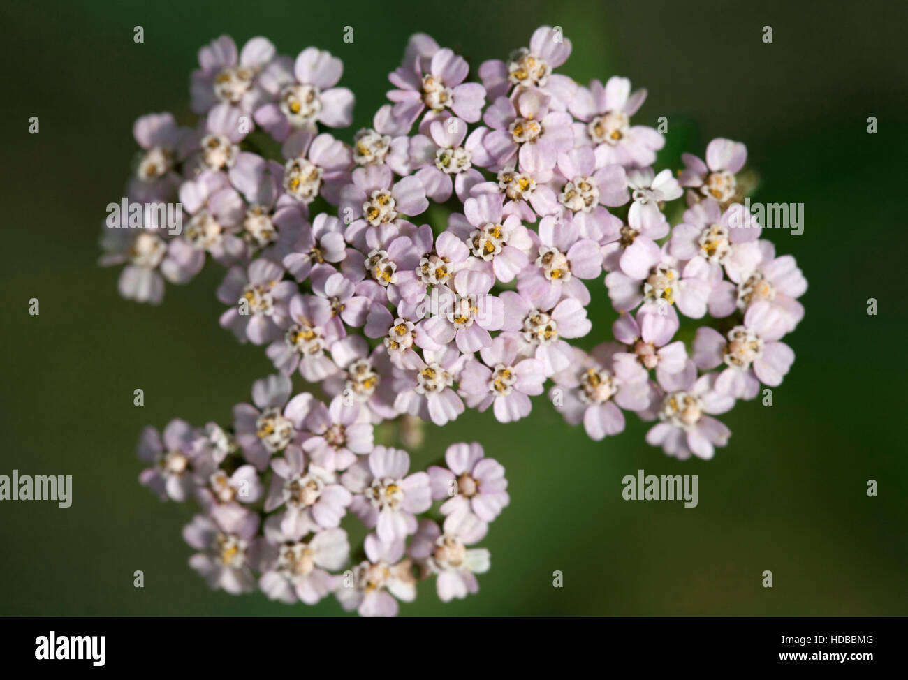 Burnet saxifrage flowers hi-res stock photography and images - Alamy