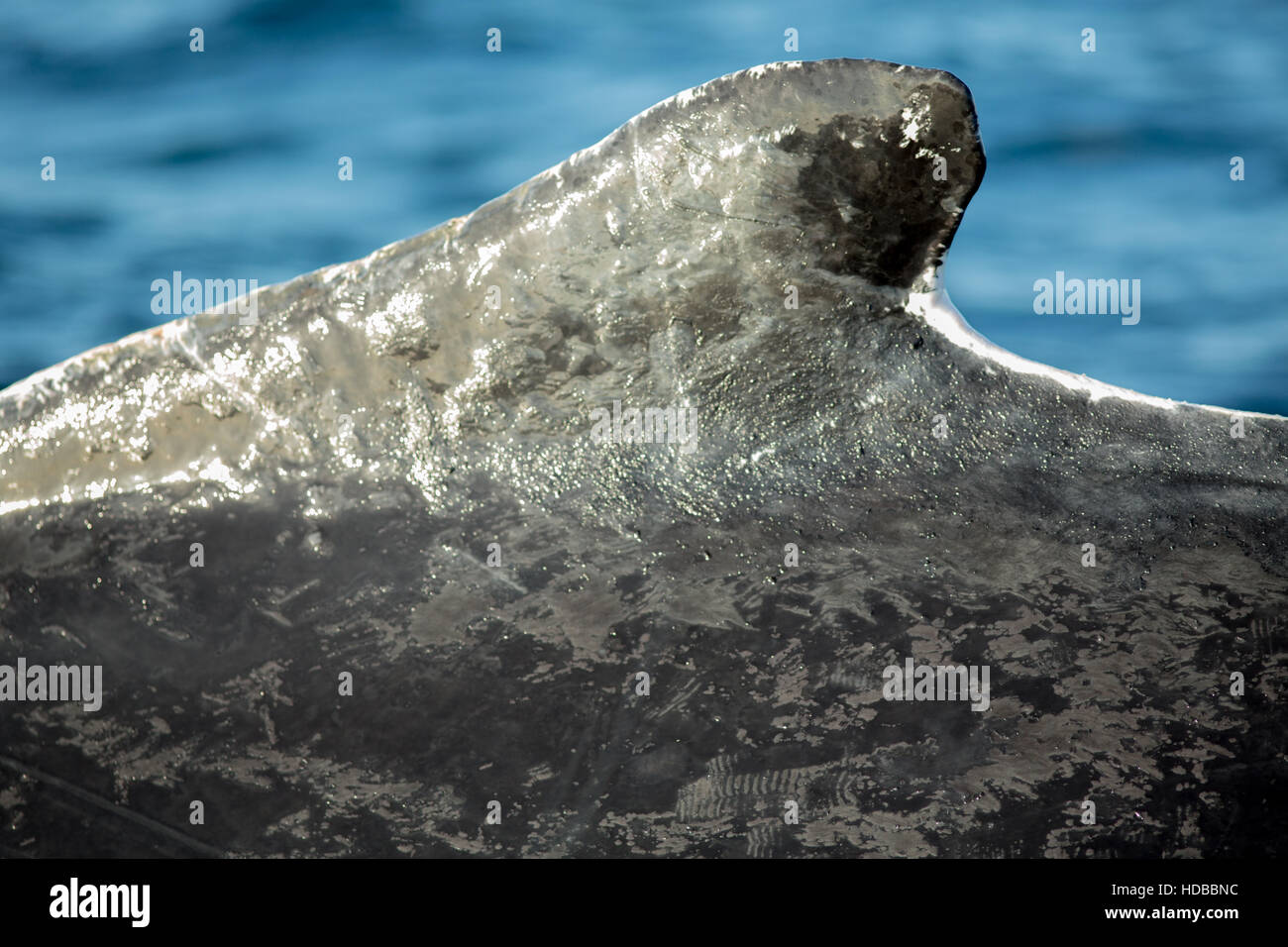 Whale closeup hi-res stock photography and images - Alamy