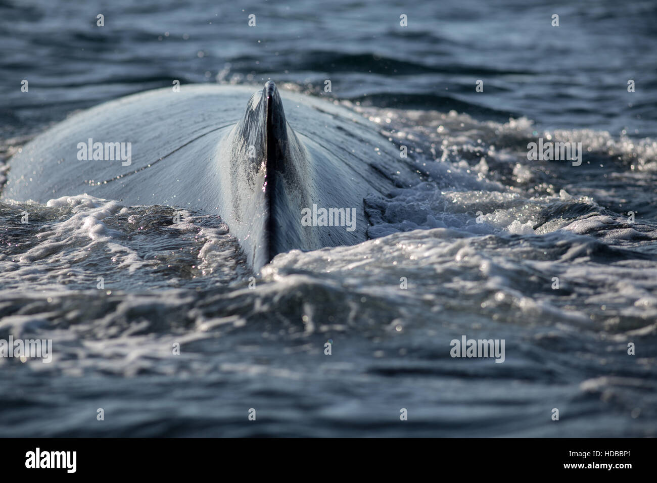 Humpback whale closeup hi-res stock photography and images - Alamy