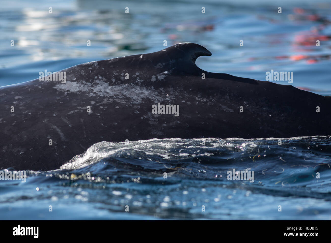 Whale closeup hi-res stock photography and images - Alamy