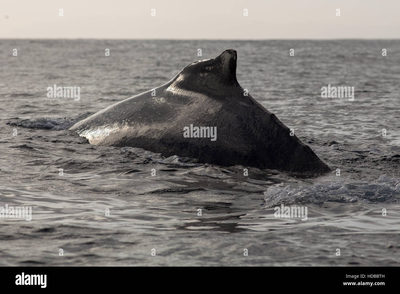 Whale closeup hi-res stock photography and images - Alamy