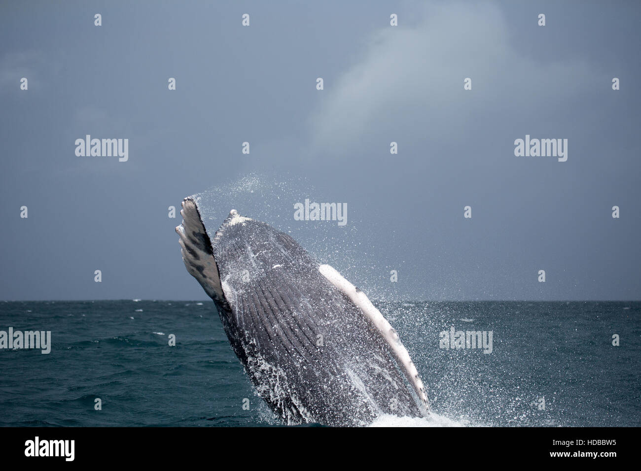 Jumping humpback whale in Samana, Dominican republic Stock Photo - Alamy