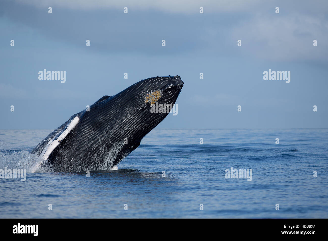 Jumping humpback whale in Samana, Dominican republic Stock Photo - Alamy