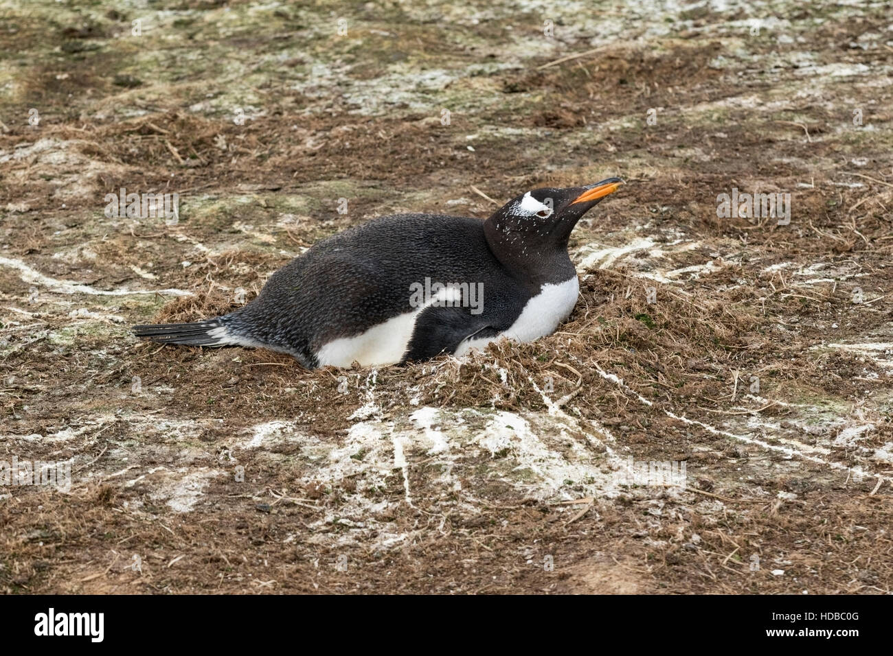 gentoo penguin (Pygoscelis papua) adult birds sitting on eggs on nest ...