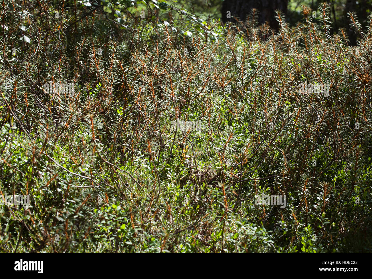 Evergreen Shrub Thicket Stock Photos & Evergreen Shrub Thicket Stock ...