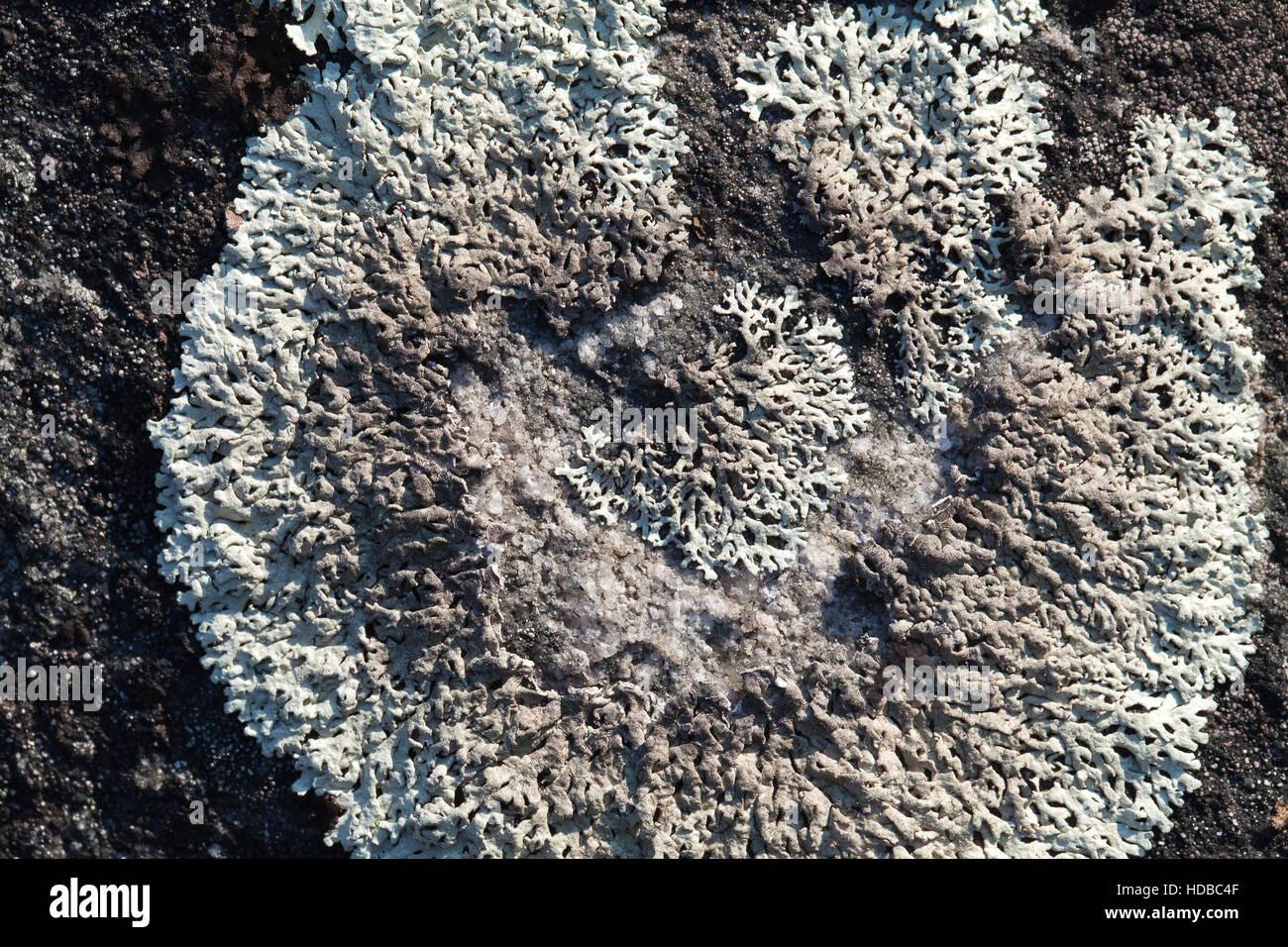 Various lichen on stone hi-res stock photography and images - Alamy
